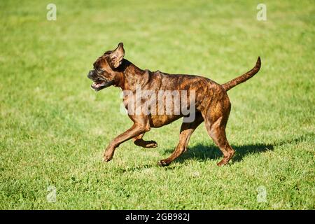 Boxer running on a meadow. Germany Stock Photo - Alamy