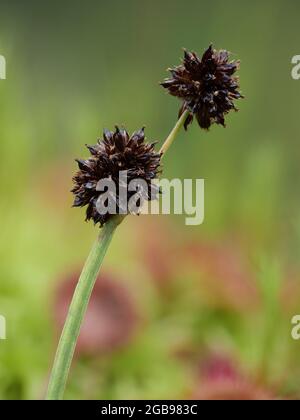 Swordleaf rush (Juncus ensifolius) in inflorescence, North Rhine ...