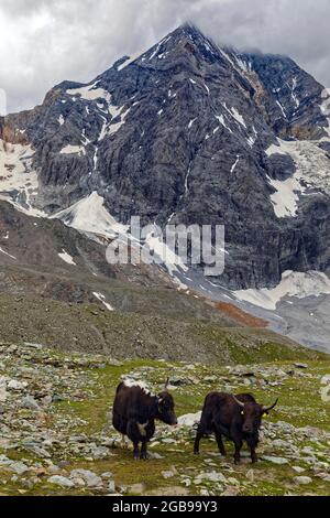 Two Tibetan domestic yaks (Bos grunniens), yak, yak of Reinhold Messner ...