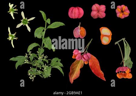 European spindle (Euonymus europaeus), leaf, flower, branch, seed stand ...