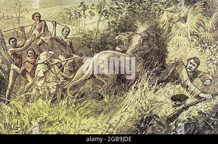 Struck to the Ground by the Beast in its spring a Lion attacks an ...