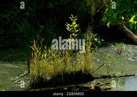 a picture of an Pacific Northwest water park preserve Stock Photo - Alamy