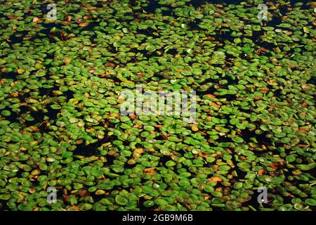 a picture of an Pacific Northwest water park preserve Stock Photo - Alamy