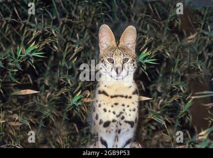 serval, wildcat, servals, wildcats Stock Photo - Alamy