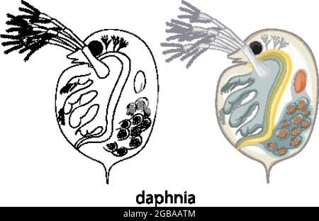 Daphnia in colour and doodle on white background illustration Stock ...