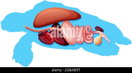 Internal anatomy of turtle with organs illustration Stock Vector Image ...