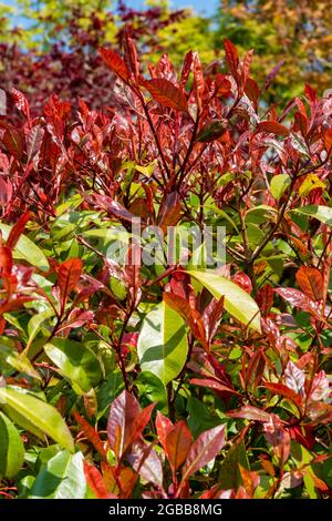 Blooming of Photinia Fraseri Red Robin Stock Photo - Alamy