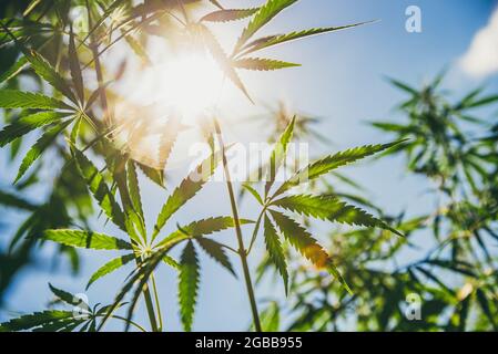 Young cannabis bushes against the background of the sun and sky at ...