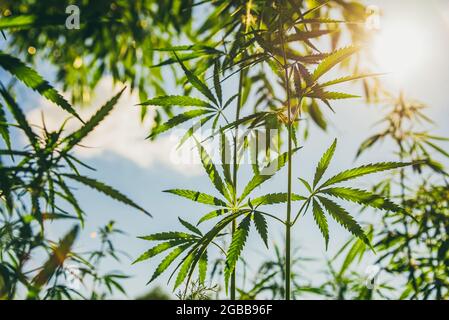Young cannabis bushes against the background of the sun and sky at ...