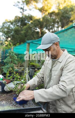 Professional male gardener taking care of potted Arbustus Unedo shrub ...
