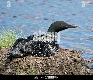 Common Loon nesting and guarding the nest by the lake shore in its ...