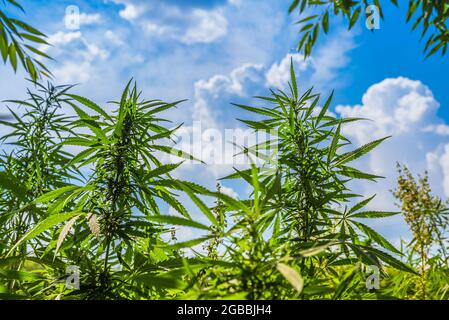 Cannabis bushes grow on the field against the sky in summer on a sunny ...