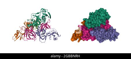 Whooping cough bacterium (Bordetella pertussis), illustration. These ...