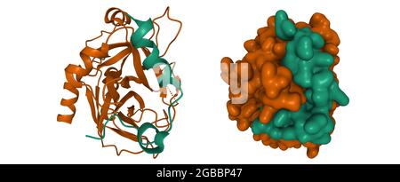 The tertiary structure of Human Coagulation Factor VIII associated with ...