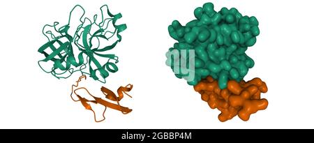 The tertiary structure of Human Coagulation Factor VIII associated with ...