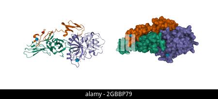 Structure of human factor V, 3D cartoon and Gaussian surface models ...