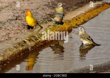 Canário do reino Stock Photo - Alamy