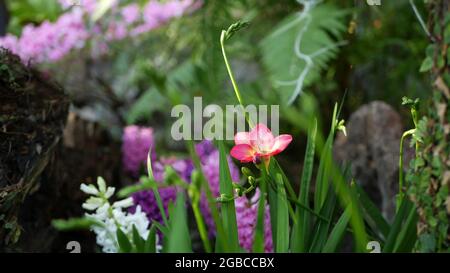 Tiny freesia hyacinth purple flower in forest, California USA. Springtime morning atmosphere ...