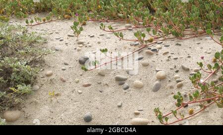 Creeper plant on pacific ocean sandy beach, California coast, USA. Sand ...