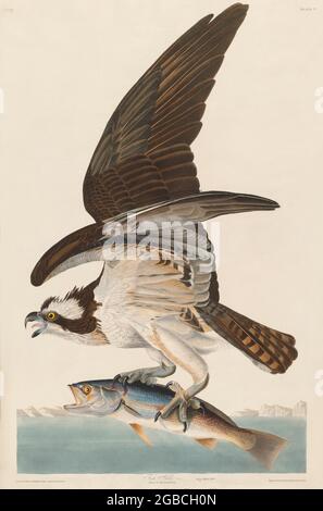 Fish. Illustration from 'Original water colour drawings of Mammals ...