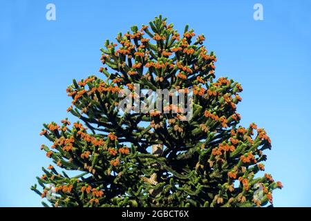 TREE SEEDS OF ARAUCARIA ARAUCANA (MONKEY PUZZLE TREE) DAVIDIA ...