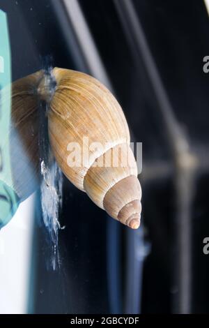 A common garden snail climbing on a stump. Snail balancing on the edge ...