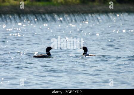 loons on child's lake in duck mountain provincial park, Manitoba ...
