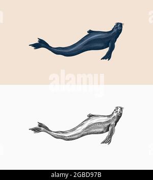 How to Draw Doodle Animal Walrus, Cartoon Character Step by Step ...