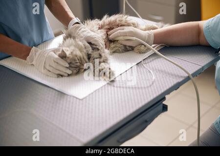 Nurse calms grey cat with scar on abdomen while veterinarian performs ...