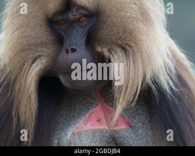Extreme closeup of adult Gelada Monkey (Theropithecus gelada) face ...