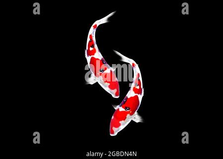 Koi fish are the domestic version of the common carp. This fish is most ...