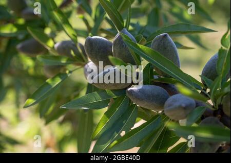 Green almonds nuts ripening on tree in summer, cultivation of almond ...
