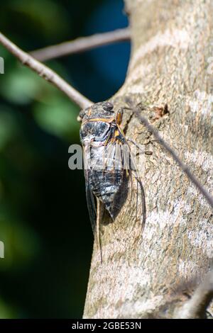 Symbol of Provence, adult cicada orni insect sits on tree close-up ...