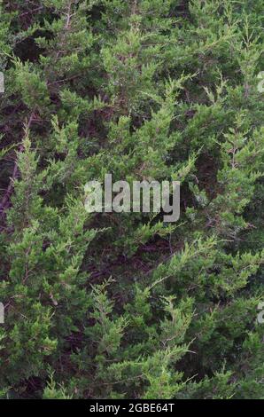 eastern redcedar (Juniperus virginiana Stock Photo - Alamy
