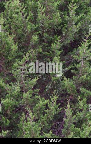 Eastern Red Cedar Virginia Juniper Trees Juniperus virginiana "Burkii ...