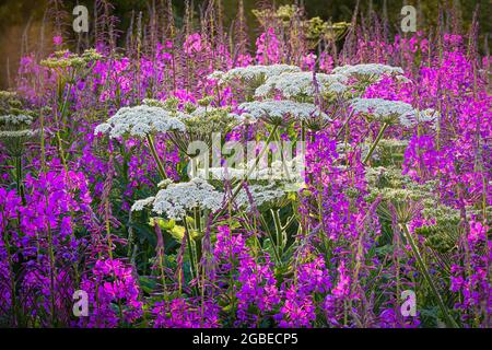 Fireweed and Cow Parsnip flowers, Wells Gray Provincial Park, British ...