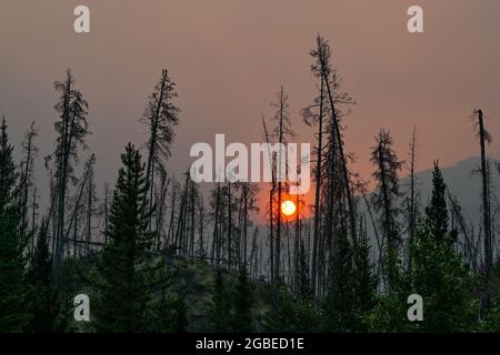 Sunrise through fire burned trees, Banff National Park, Alberta Stock ...