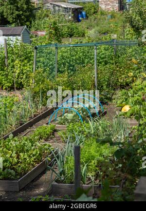 Allotments in Bingley, West Yorkshire Stock Photo - Alamy