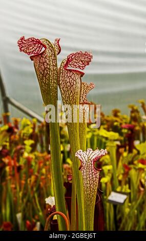 Crimson Pitcherplant, Purple Trumpet-leaf or White Pitcherplant ...