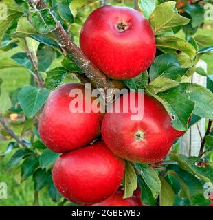 Apple 'Harling Hero', malus domestica, apples variety varieties growing ...