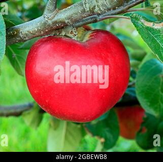 Apple 'Harling Hero', malus domestica, apples variety varieties growing ...