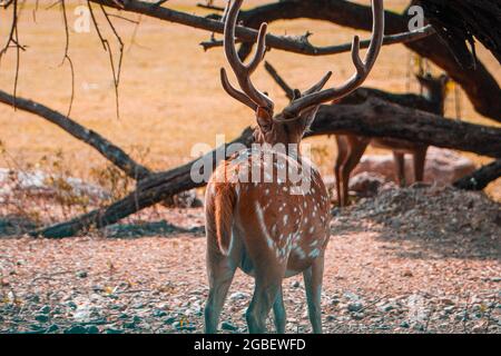 Back shot of a chital deer standing in dirt ground in forest on a sunny ...