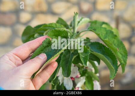 Closeup shot of a hand holding a damaged green plant leaf in the garden ...