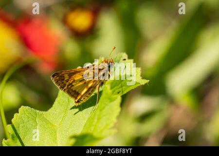 Peck's Skipper Butterfly in Summer Stock Photo - Alamy