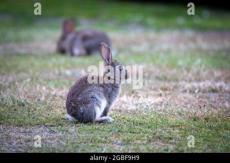 Rabbits breed really fast and are a major pest in Central Otago, New ...