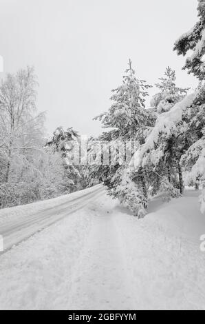 Vertical shot of a beautiful winter forest Stock Photo - Alamy