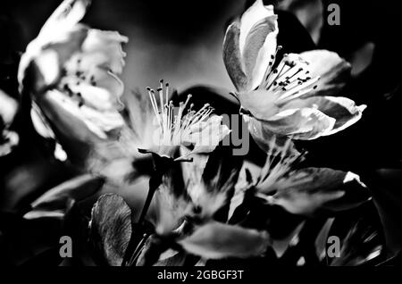 Fading Sakura, cherry flower with vague green Stock Photo - Alamy