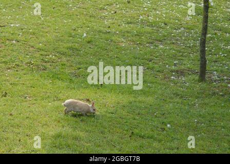 Adorable beige rabbit grazing in the green field on the background of a ...