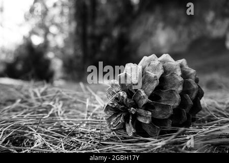 Grayscale of pine cone on the ground Stock Photo - Alamy
