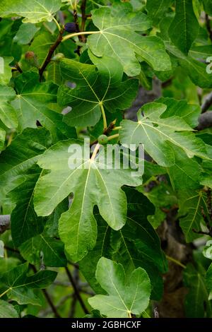 A fig tree in the Axarquia region of Andalucía, Spain Stock Photo - Alamy